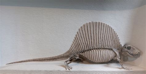 New Study Reveals The Complex Evolution Of Mammals Upright Posture
