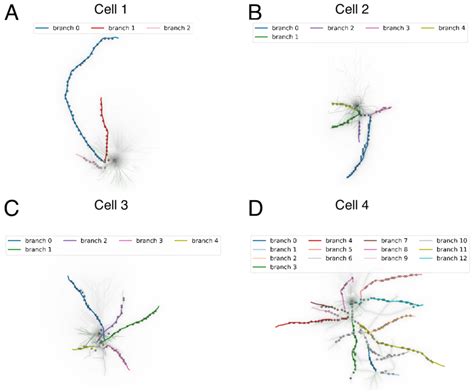 Axonal Reconstruction On Realistic Neuron Morphologies Morphological Download Scientific
