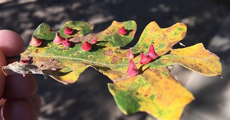 Neighbors Tree Leaves Had Some Really Pretty I Dont Know What They