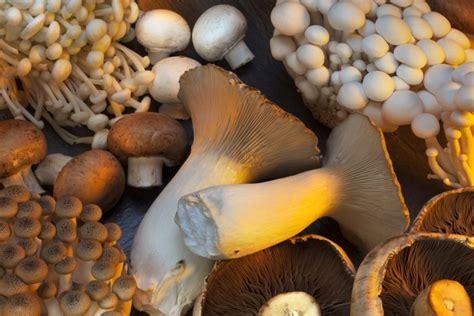 Top 12 Most Expensive Mushrooms In The World Best Air Rifle Reviews