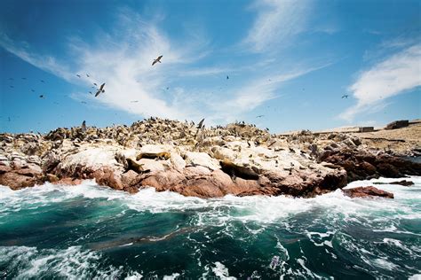 Paracas And The Ballestas Islands Essential Information