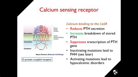 Calcium Phosphate Homeostasis Flashcards Quizlet
