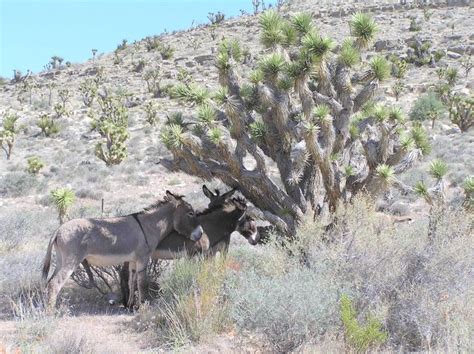 Travels With Dan And Madeline Wildlife In Las Vegasnv