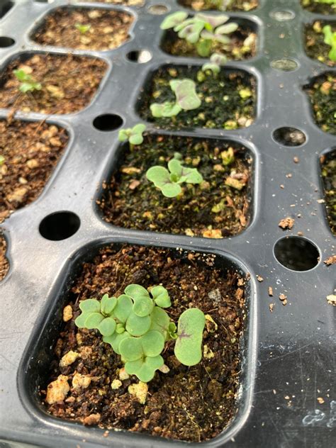 상추 양상추가을재배 모종만들기 상추 양상추가을재배 파종시기 네이버 블로그