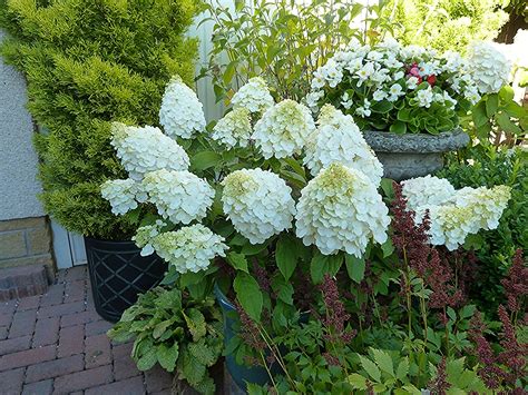 Hydrangea Magical Mont Blanc - Aberdeen Gardening