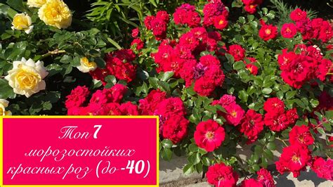 Топ 7 морозостойких красных роз до 40 Youtube
