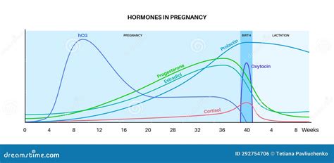 Hormones In Pregnancy Stock Vector Illustration Of Info 292754706