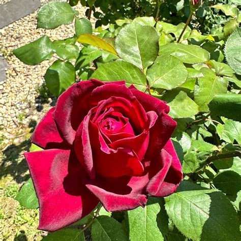 How To Grow The Oklahoma Rose And Its State History