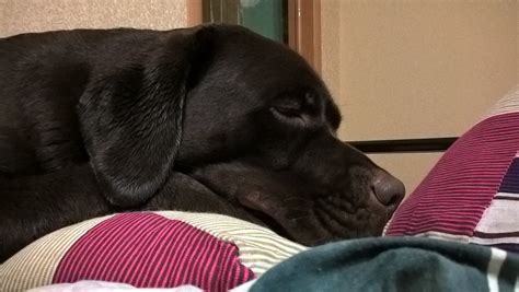 Мы спать нагулялись накупались всёСПАТЬ КЛУБ ЛЮБИТЕЛЕЙ ЛАБРАДОРОВ ВКонтакте