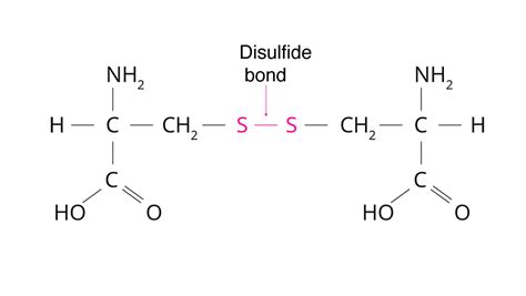 Disulfide Bond The Interactions Of Potassium Hydroxide In The Vicinity