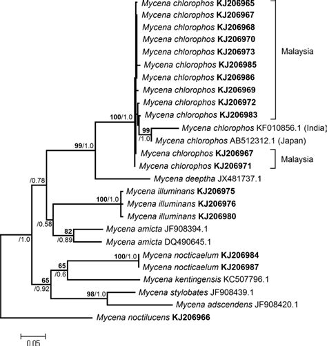 Phylogenetic Tree Based On Ml Analysis Of The Its Dataset For Members