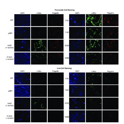 Immunofluorescence Microscopy Demonstrates Surface Localization Of Download Scientific Diagram