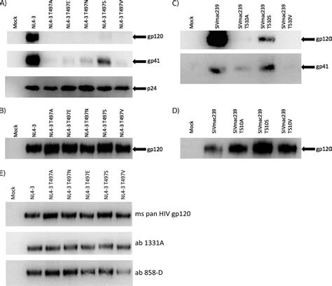 the c terminal thr residues of hiv 1 gp120 thr499 and sivmac239