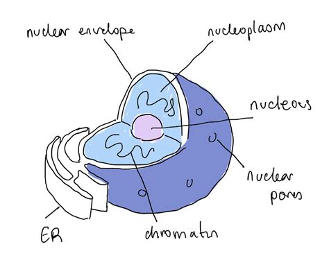 Nucleus Diagram Quizlet