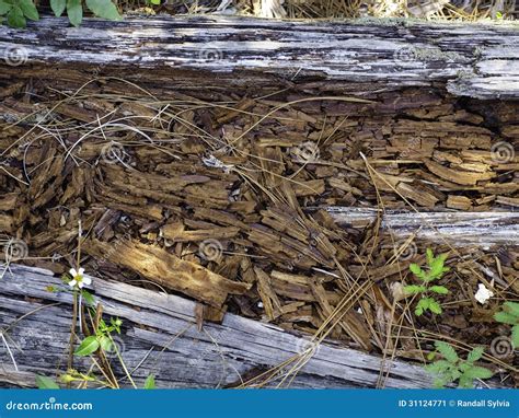 Tree Trunk Wood Chips Stock Image Image Of Tree Grain