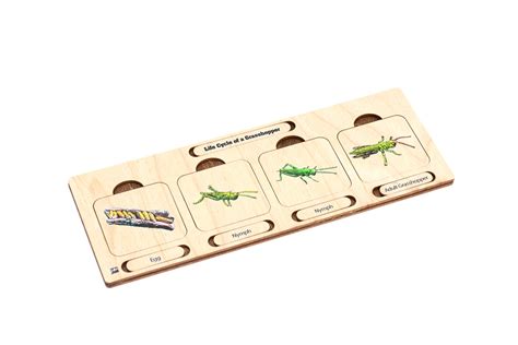 Montessori Materials Life Cycle Of An Grasshopper Puzzle Montessori Materials Life Cycle Of An Grasshopper Puzzle
