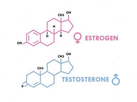 Premium Vector Estrogen And Testosterone Hormones Symbol Sex Hormones