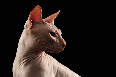 Sphynx Cat Breed Profile Cat World