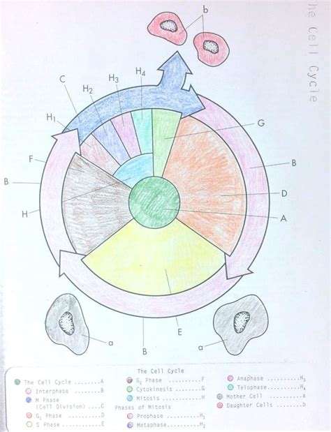 Cell Cycle And Mitosis Coloring Answer Key Regionpaperco — Db