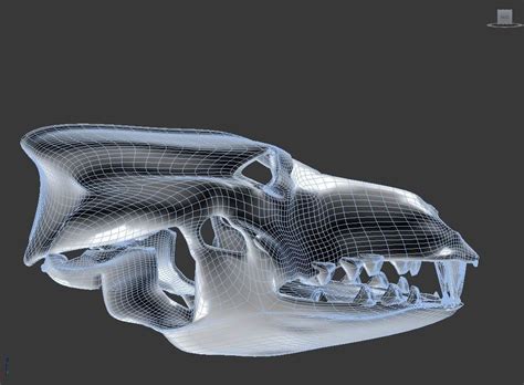 狼骨架头3d模型 Turbosquid 603325