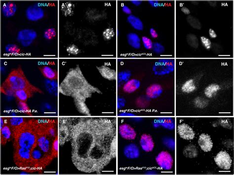 Egfr Signaling Controls Cic Subcellular Localization In Iscs A B Download Scientific