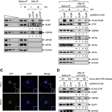 Artificial Insertion Of Histone Stem Loop Structure To The 3′utr Of The