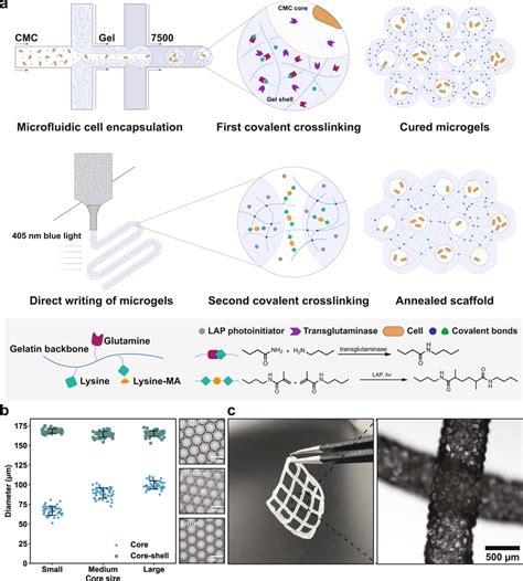 Microfluidic Templating Of Core Shell Microgel Building Blocks For