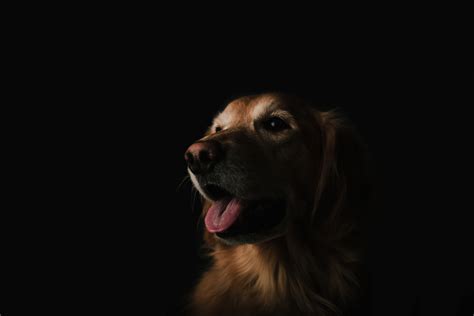 1321313 Golden Retriever 4k Rare Gallery Hd Wallpapers