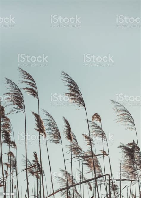 하늘에 있는 팜파스 잔디 바람에 움직이는 부드러운 식물 코르타데리아 셀로나의 추상적인 자연 배경 0명에 대한 스톡 사진 및 기타 이미지 Istock