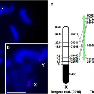 A New Physical Mapping Approach Refines The Position Of Sex Determining Download Scientific