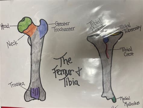 The Femur And Tibia Diagram Quizlet