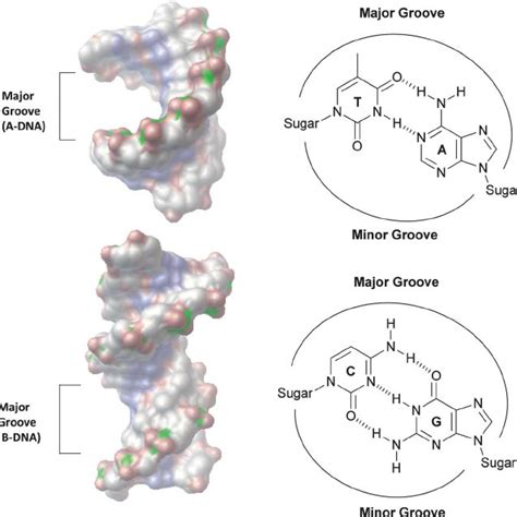 Pdf Natural Product Dna Major Groove Binders