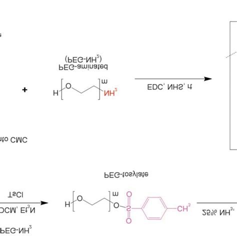 Schematic Representations Of A Modification Of Peg Oh To Peg Nh 2 And Download Scientific