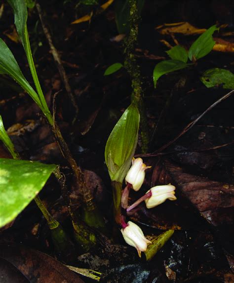 Acanthophippium Gougahense Guillaumin Seidenf In Situ Download Scientific Diagram