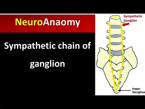 Chain Ganglia Anatomy Left Divisions Of The Autonomic Nervous System