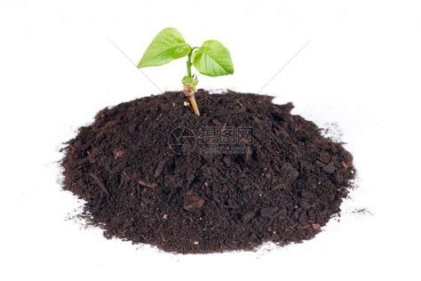 土壤中的小植物高清图片下载 正版图片503417876 摄图网