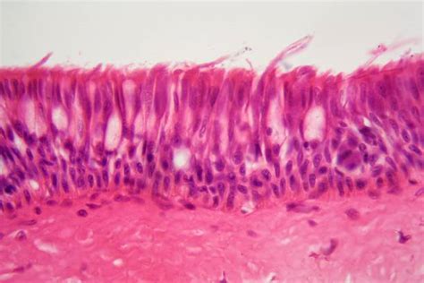 8 600 Cellule Epitheliale Photos Taleaux Et Images Libre De Droits