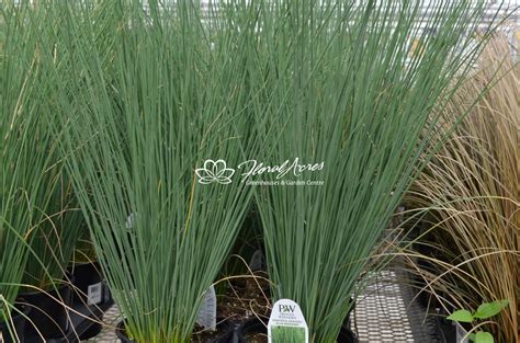 Juncus Grass