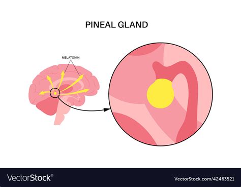 Pineal Gland Anatomy Royalty Free Vector Image