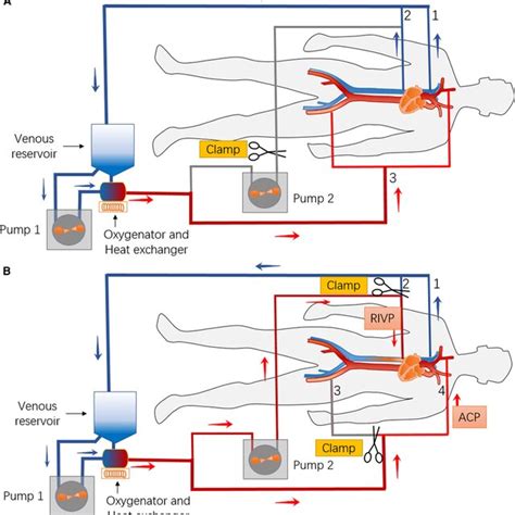 Schematic Of The Bypass Circuit And Its Connection With The Body For Schematic Of The Bypass Circuit And Its Connection With The Body For