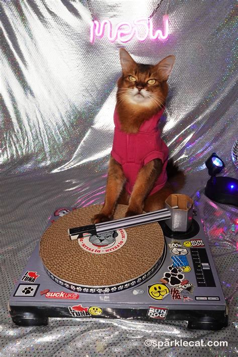 Dj Kitty Is In The House At Club Meow Summers Fabulous Cat Life