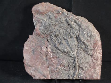 Crinoid Fossils For Sale