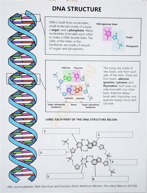 Dna Structure Dna Is Built From Nucleotides Small Molecules Made Of A