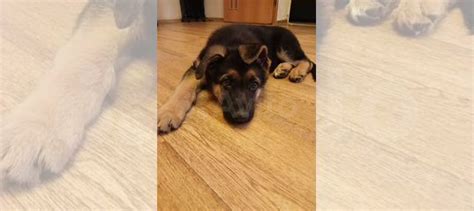 Немецкая овчарка купить в Абинске Животные и зоотовары Авито