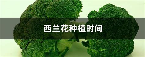 西兰花种植时间 如意谷