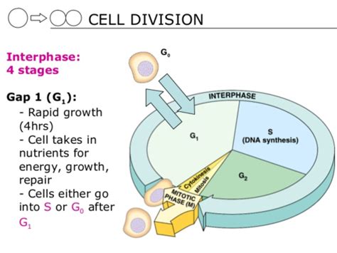 Cell Cycle Dna Replication And Mitosis Key Concepts For Biology