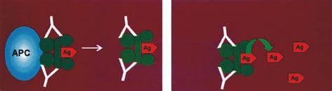 Hla Dr Molecules Were Separated Using Hla Dr Specific Antibodies Download Scientific Diagram