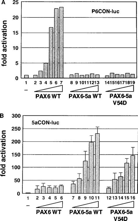 Missense Mutation In The Alternative Splice Region Of The Pax6 Gene In