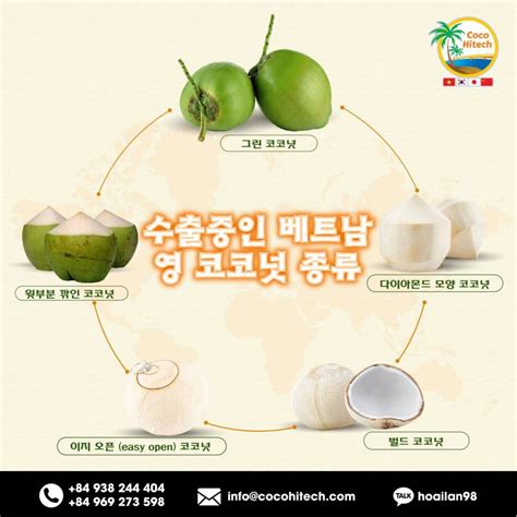 수출중인 베트남 영 코코넛 종류 코코하이텍 Cocohitech Vietnam