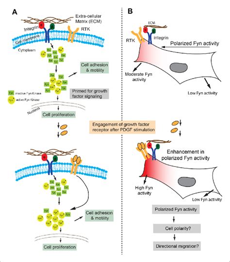 Model Representing How Fyn Activity Helps Mediate Spatio Temporally